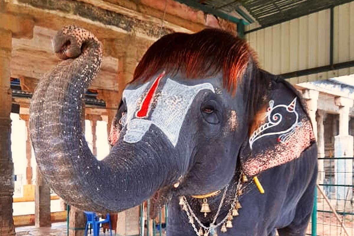 'Bob-cut Sengamalam', an elephant from Tamil Nadu, wows netizens again