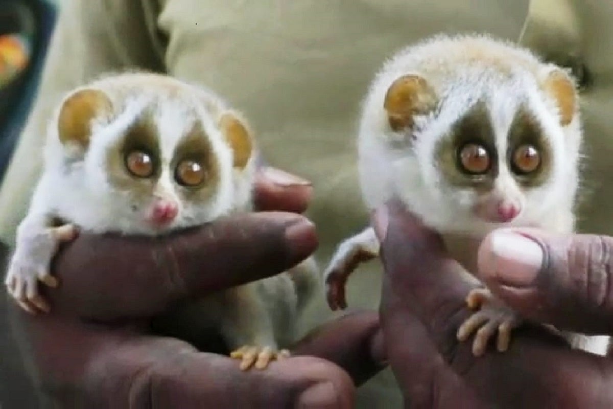 Rare sighting of slender lorises in Tirumala amid COVID-19 lockdown