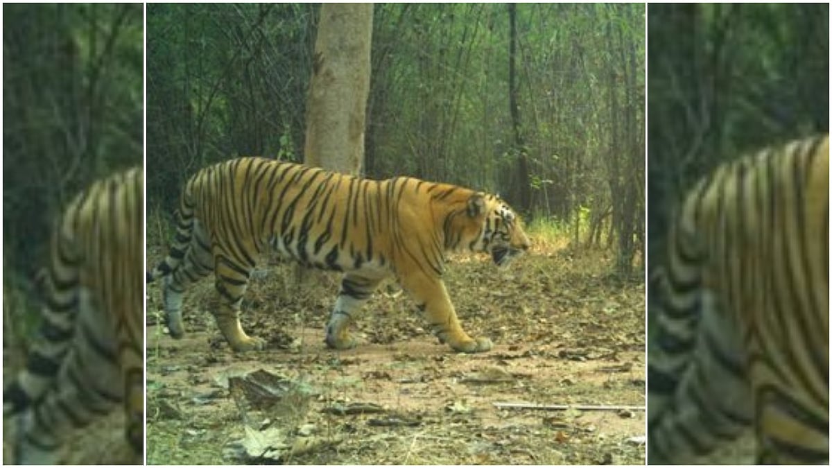 TN farmer arrested for poisoning tiger to death in the Nilgiris