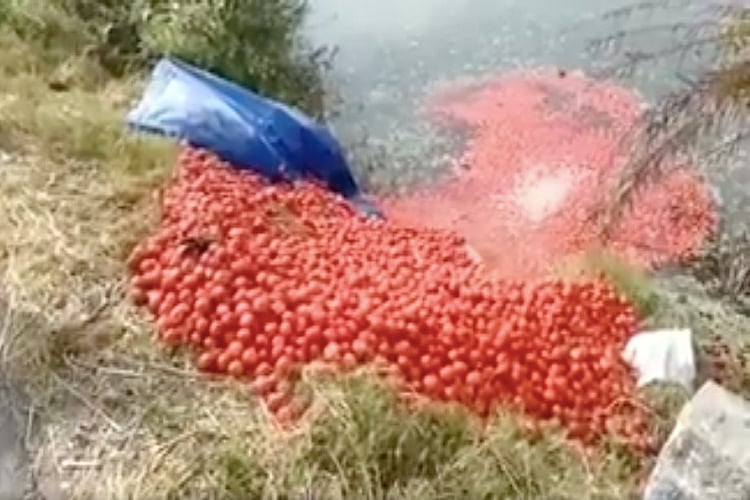 TN farmers dump tomato harvests into lakes after prices drop