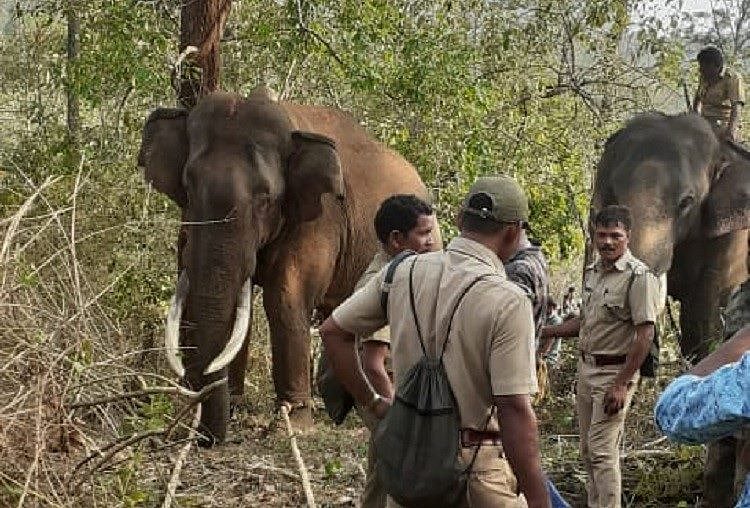 In their first op, Kerala’s kumki elephants help capture wild tusker ...