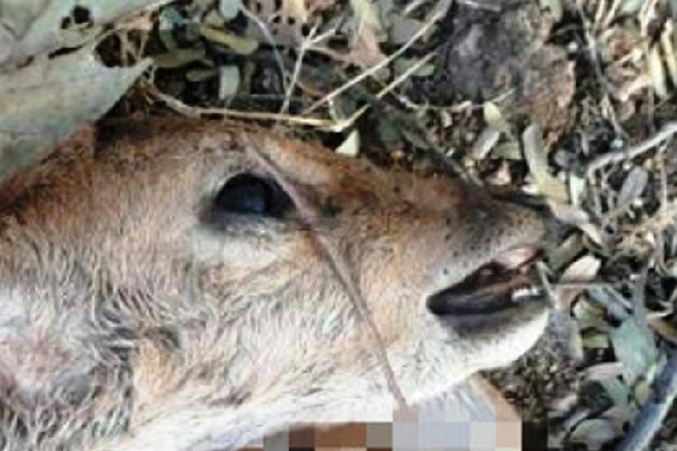 Severed deer's head found in Hyd Uni campus, third animal death in ten days