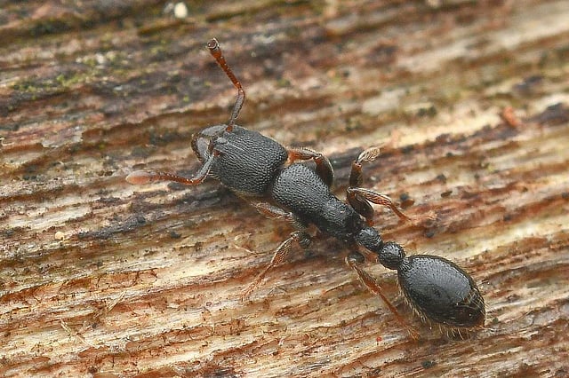 Kerala researchers discover three unique ant species in Western Ghats