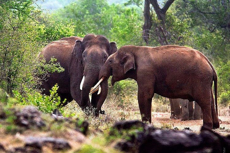 Researchers develop AI to identify, describe wild animals