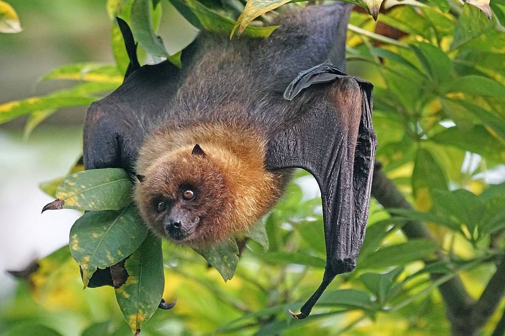 Can bats spread Nipah virus? Experts allay concerns
