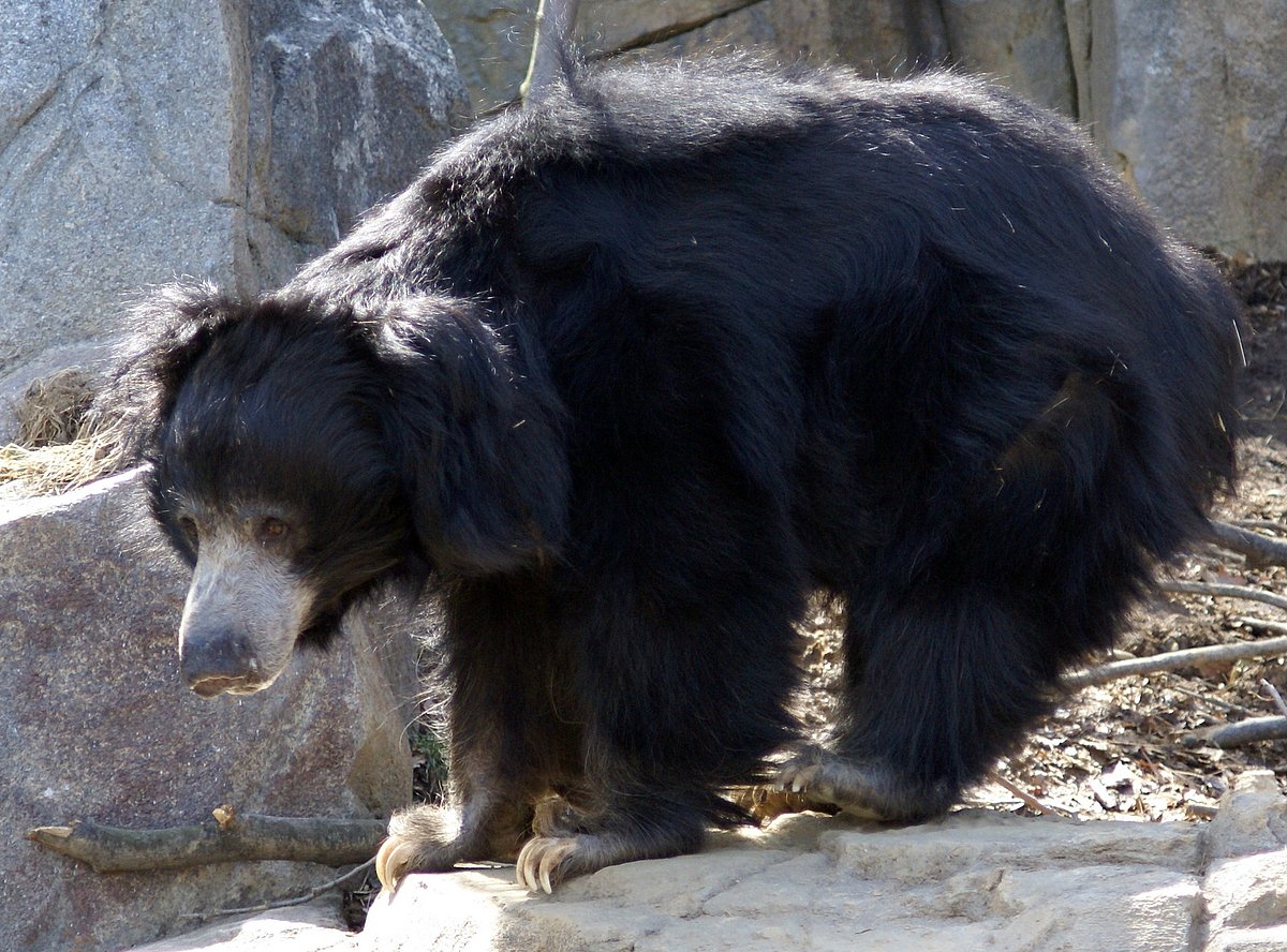 Two killed, one injured in sloth bear attack in Andhra Pradesh’s ...