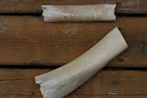 Most primitive primate bones discovered from a coal mine in Gujarat