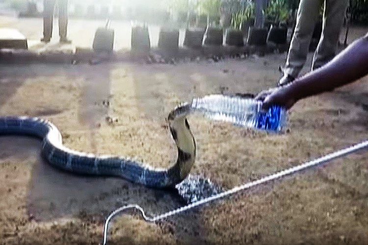 Real story behind a King Cobra from Karnataka drinking water from a ...