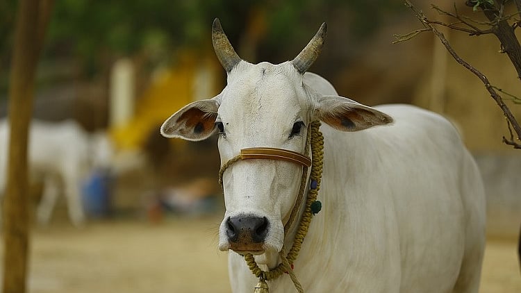 Cow mutilation in Bengaluru, police file case