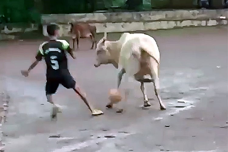 Watch: You need to see this video of an ox playing football