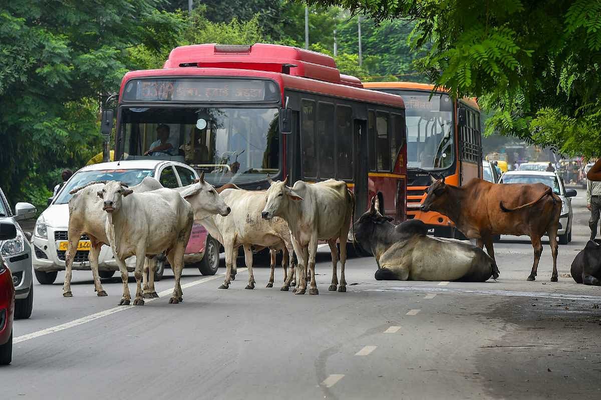 ‘Cow killers rot in hell, Union govt must ban cow slaughter’: Allahabad HC