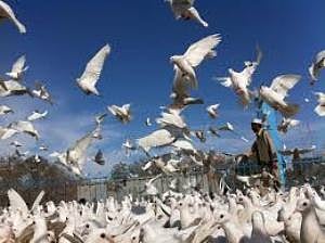 10,000 doves allegedly body-searched before release on Chinese National Day