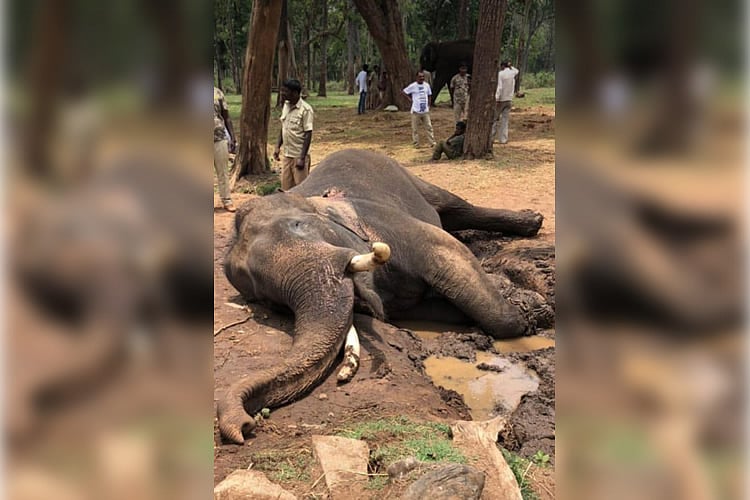 Reserve Mysuru Dasara elephant Drona dies, caretakers allege neglect