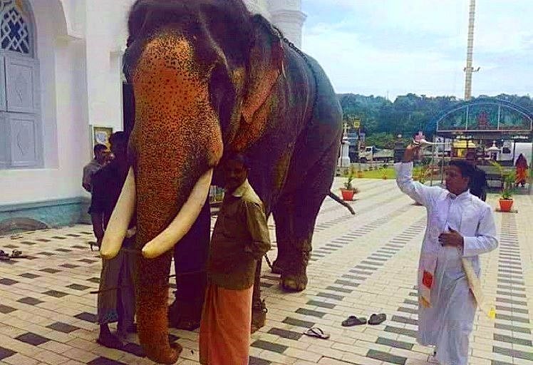 In a rarity, elephant gets 'blessed' in a Kerala church