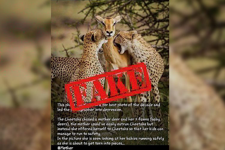 Shed tears over the impala who faced cheetahs to save her babies? Read ...
