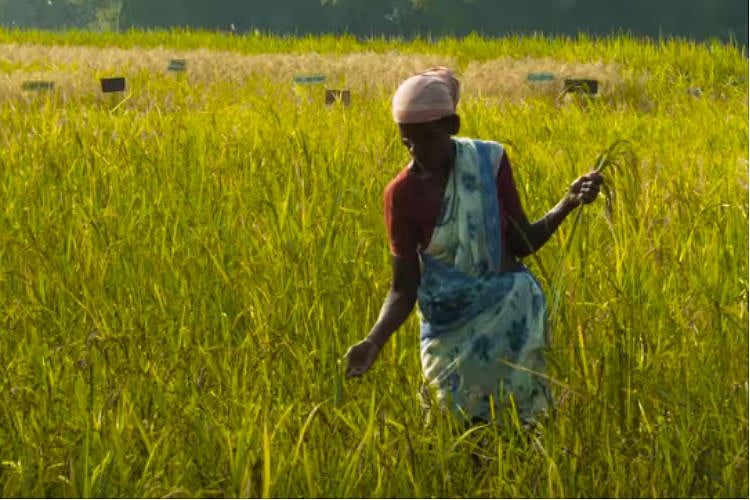 How farmers in a taluk in Tamil Nadu are bringing back organic farming