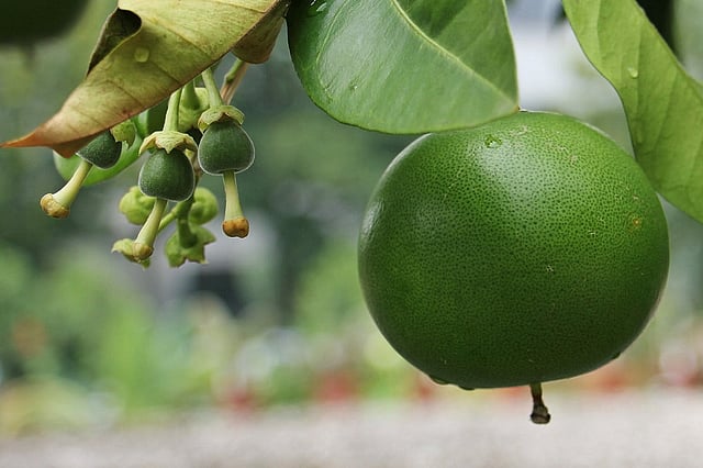 Bengaluru airport management to promote growing of local citrus fruit ...
