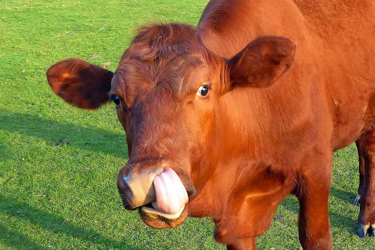 This Valentine's Day, Animal Welfare Board wants you to hug a cow