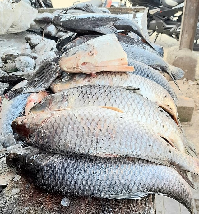 Indigenous fishes have been dwindling in Bengaluru's rivers and lakes