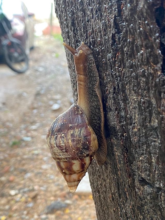Spotting Giant African Snails everywhere in Chennai post rains? Here’s why