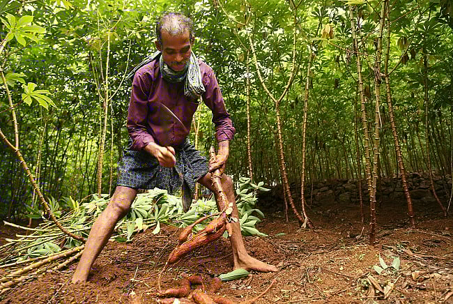 Kerala Cultivation Tapioca