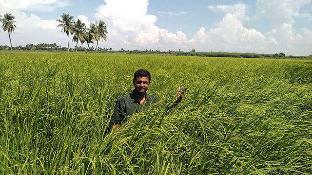 Kaatu Yaanam to Ratha Sali: TN foundation conserves 156 varieties of ...