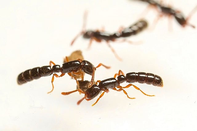 Kerala researchers discover three unique ant species in Western Ghats