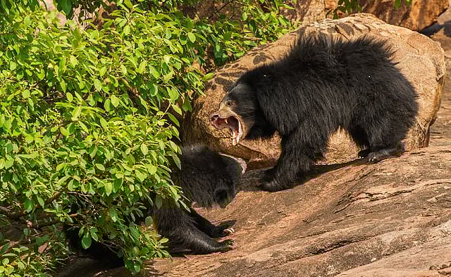 Take a break from Hampi’s ruins to visit the unique Daroji Sloth Bear ...