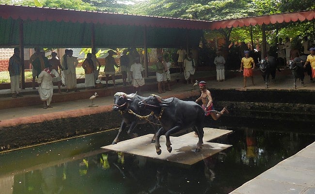 Bengaluru’s Rangoli Gardens offers a fascinating peek into Karnataka’s ...