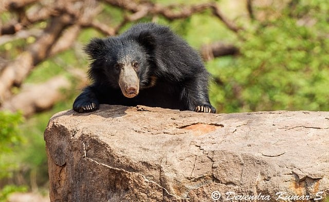 Take a break from Hampi’s ruins to visit the unique Daroji Sloth Bear ...