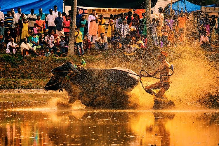 Supreme Court to hear PETA plea prohibiting Kambala