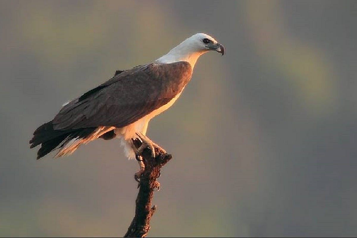 Karnataka annual bird fest Hakki Habba to continue amid bird flu alert