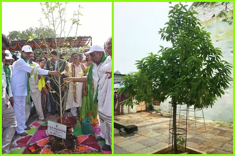 KCR proud that the sapling he had planted as part of Haritha Haram has ...