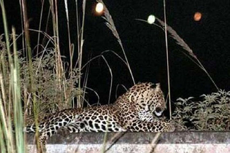 Leopard sighting in residential area in Kovai raises alarm bells