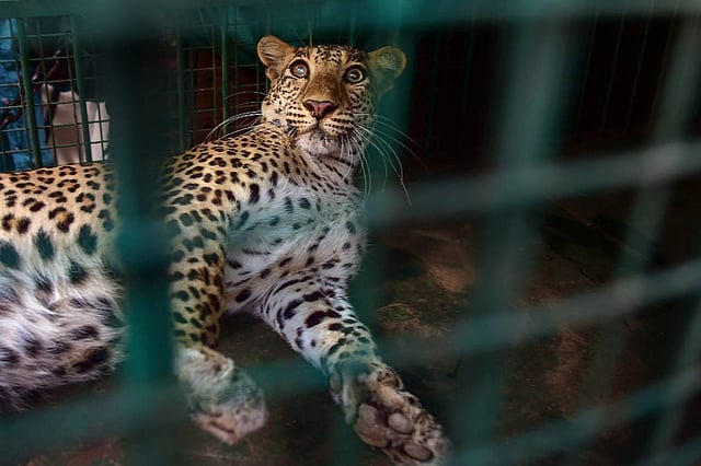 Leopard in Kerala dies from stress after injury while trapped in ...