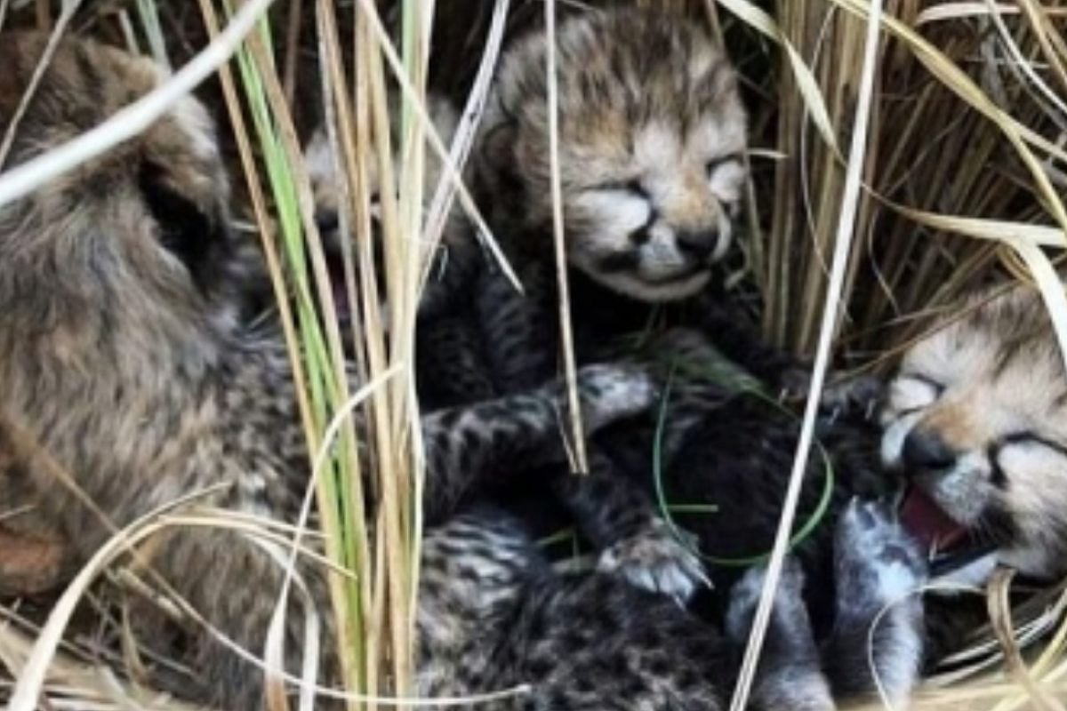 Two more cheetah cubs die at Kuno National Park, health of another ...