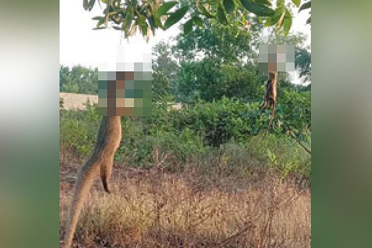 After a cat and a dog, two mongooses found hung to death in Kerala