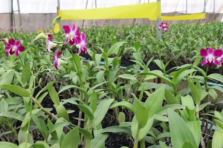 Orchid Flower Cultivation In India | Best Flower Site