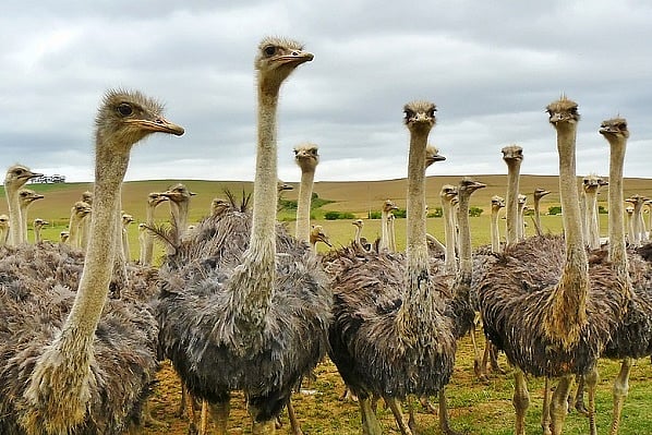 Ostrich relative that lived 50 mn years ago traced