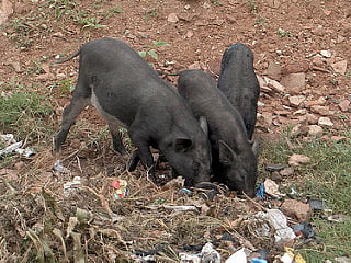 Bengaluru pig menace just got real, four brain fever cases attributed to it