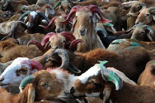 Telangana: Four officials involved in sheep scam arrested by ACB