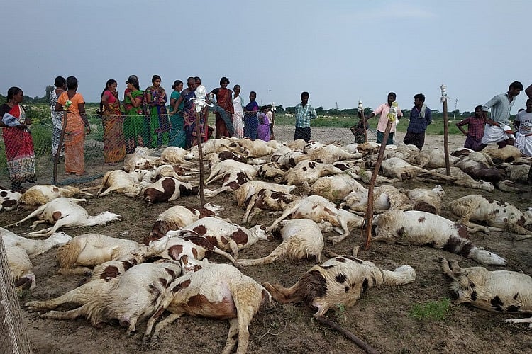 129 sheep charred to death by lightning bolt in Andhra Pradesh