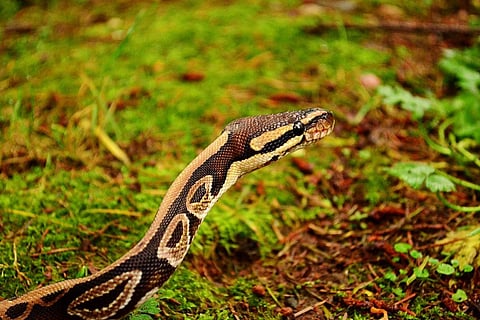 Snakepedia: An app about Kerala’s snakes, myths and treatment