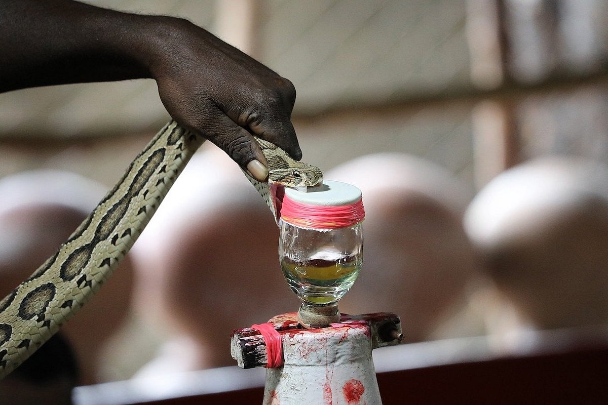 TN govt grants permission to Irula tribe to catch snakes for supplying ...