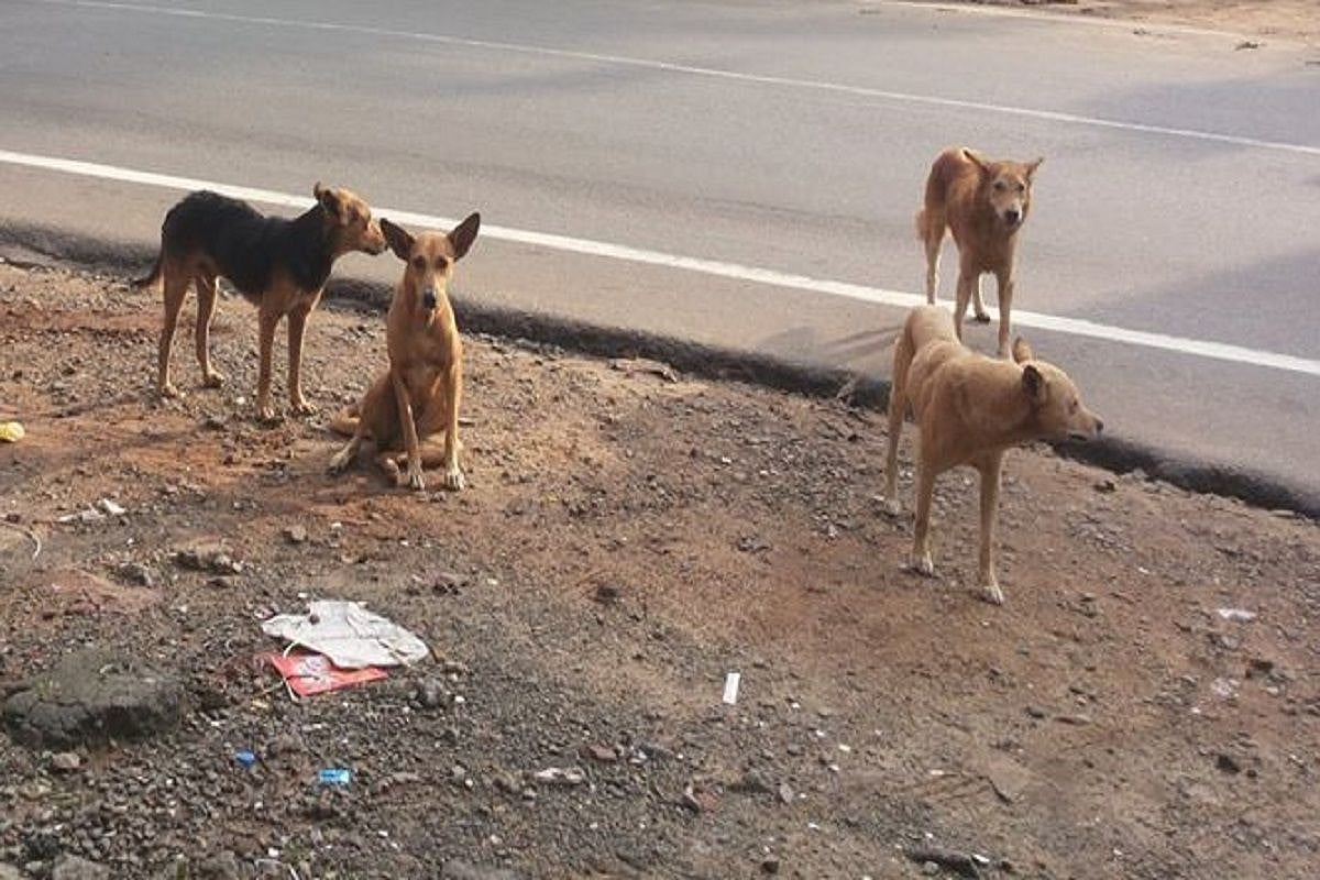 Stray dogs can pose a risk to public safety, Kerala child rights panel ...
