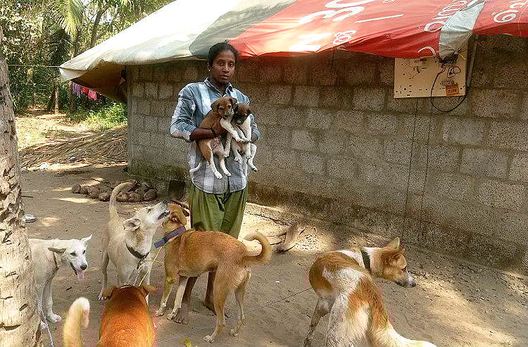 Meet the Kerala couple who opened up their two-room hut to 14 stray dogs