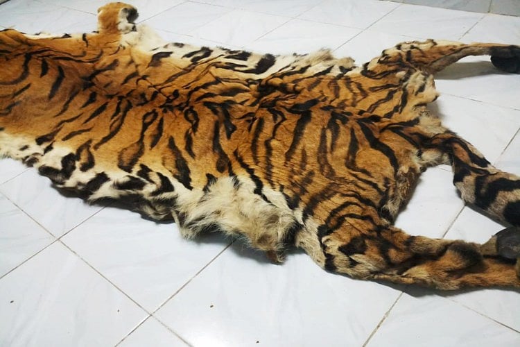 Five held for trying to smuggle tiger skin in Telangana’s Adilabad ...
