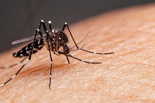 Senator Legarda Urges Action as Dengue Cases Surge in the Philippines