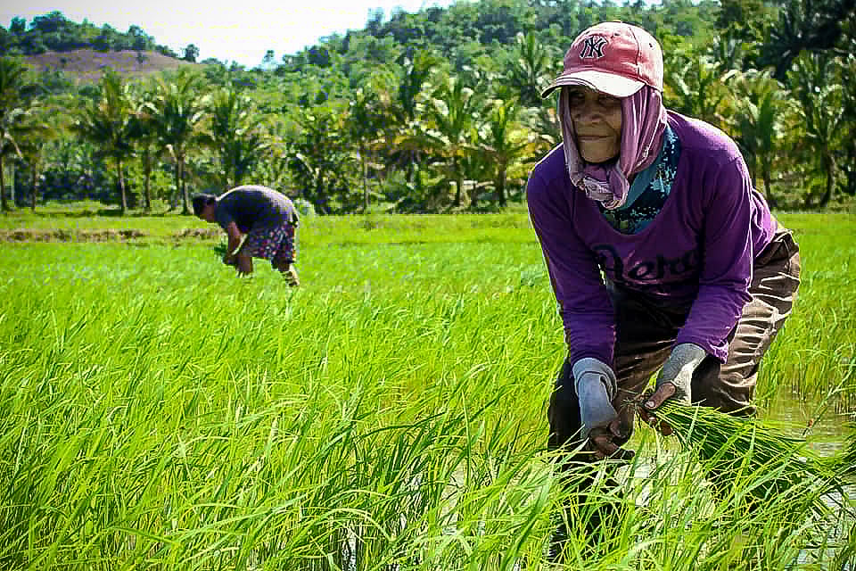 Northern Samar goes full swing in hybrid rice farming
