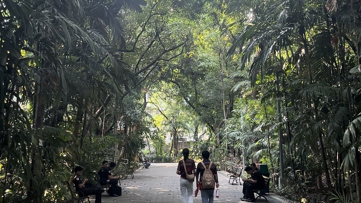 Urban forests: The breathing life of Metro Manila